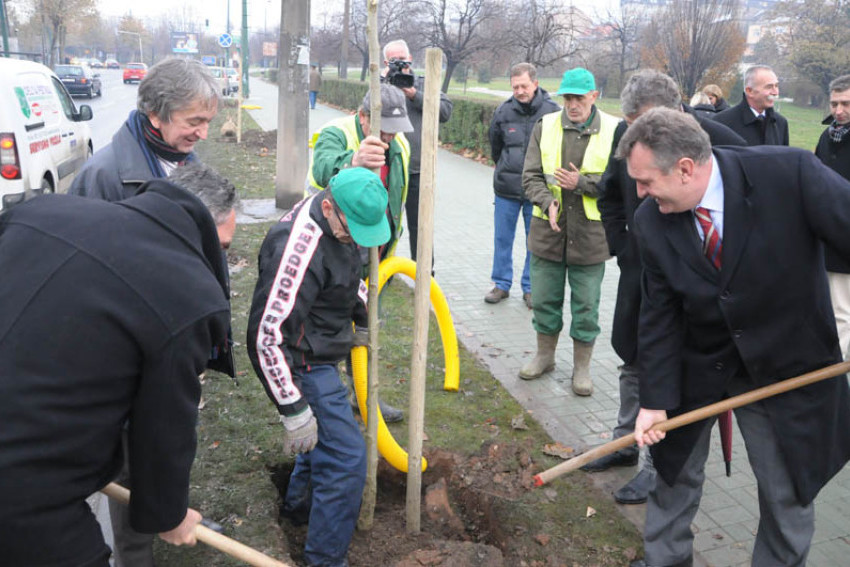 Nove sadnice platana u Alipašinoj ulici | Općina Centar Sarajevo